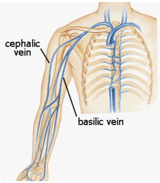 Cephalic Vein